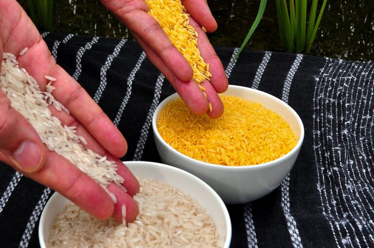 Golden Rice: Triumph for Science - RSIS