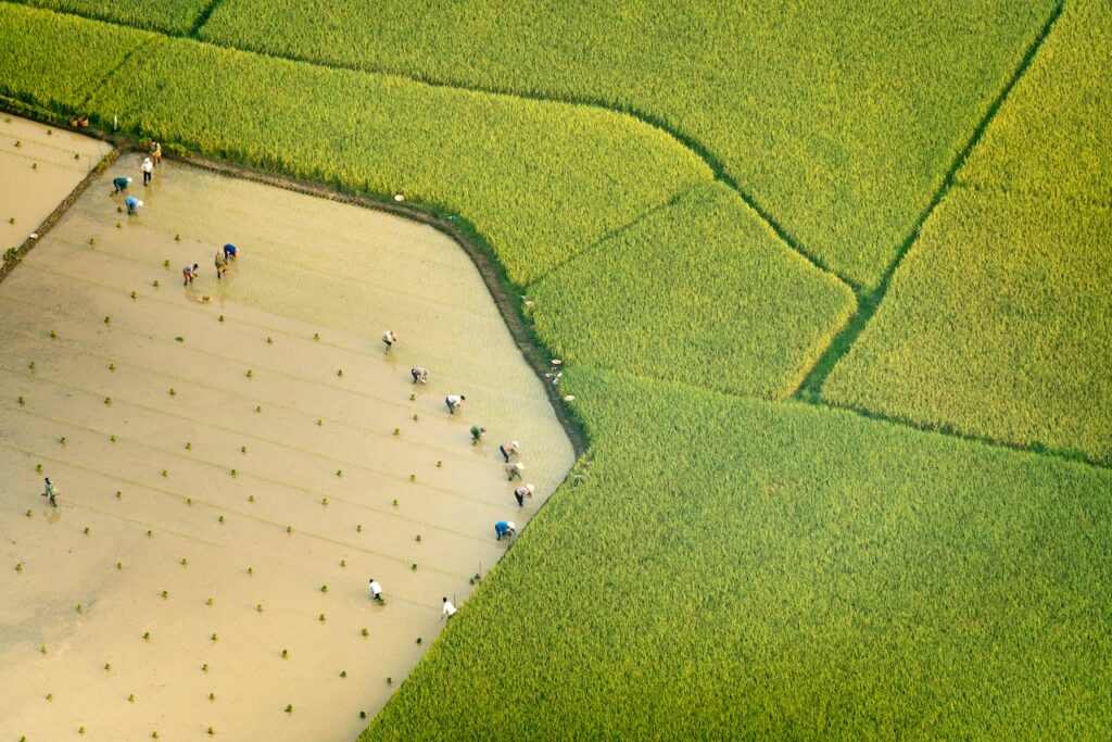 A Revolution in Rice Production? - RSIS